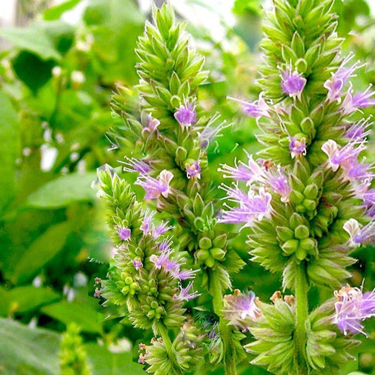 Patchouli Perfume Oil – Scent DNA Philippines